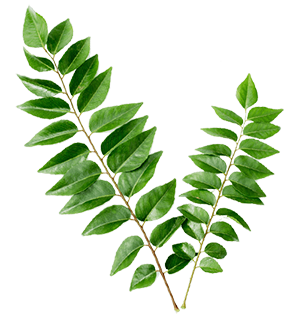 Online Ayurvedic Pharmacy | Organic Medicine Store - East India